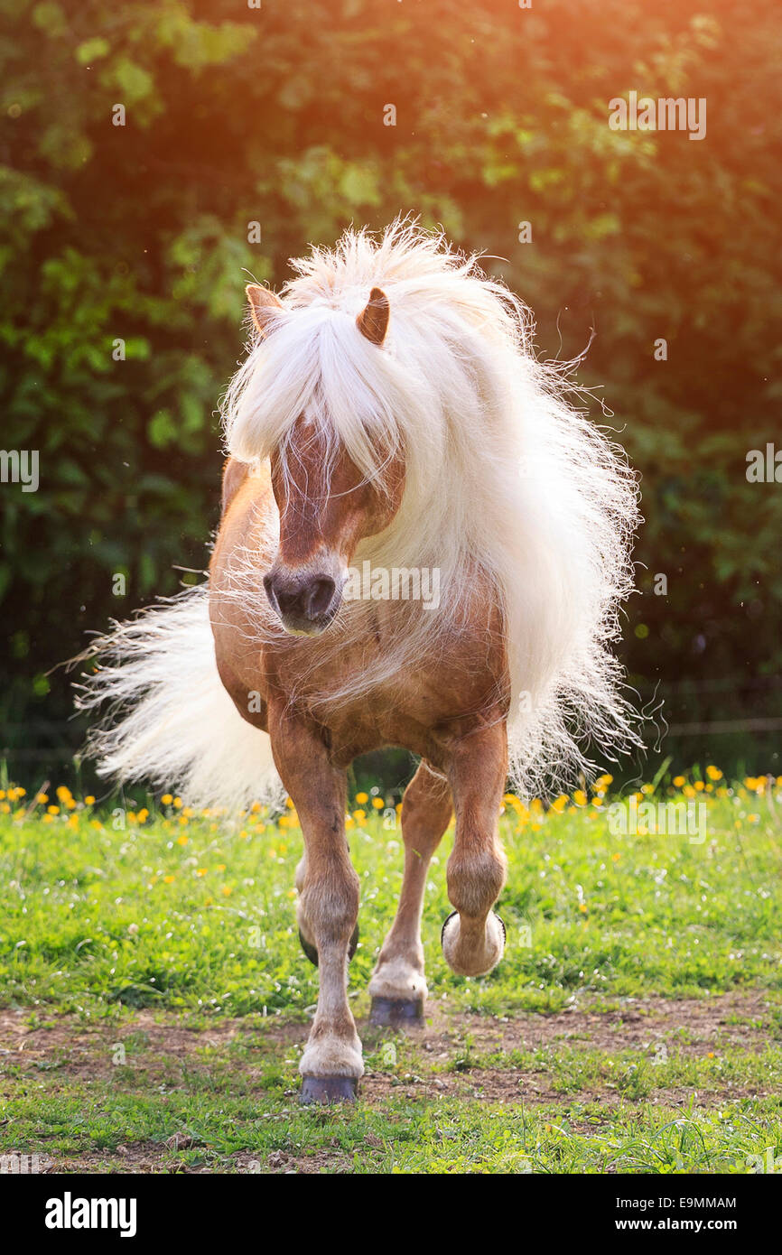 Haflinger Horse Chestnut stallion galloping pasture Germany Stock Photo ...