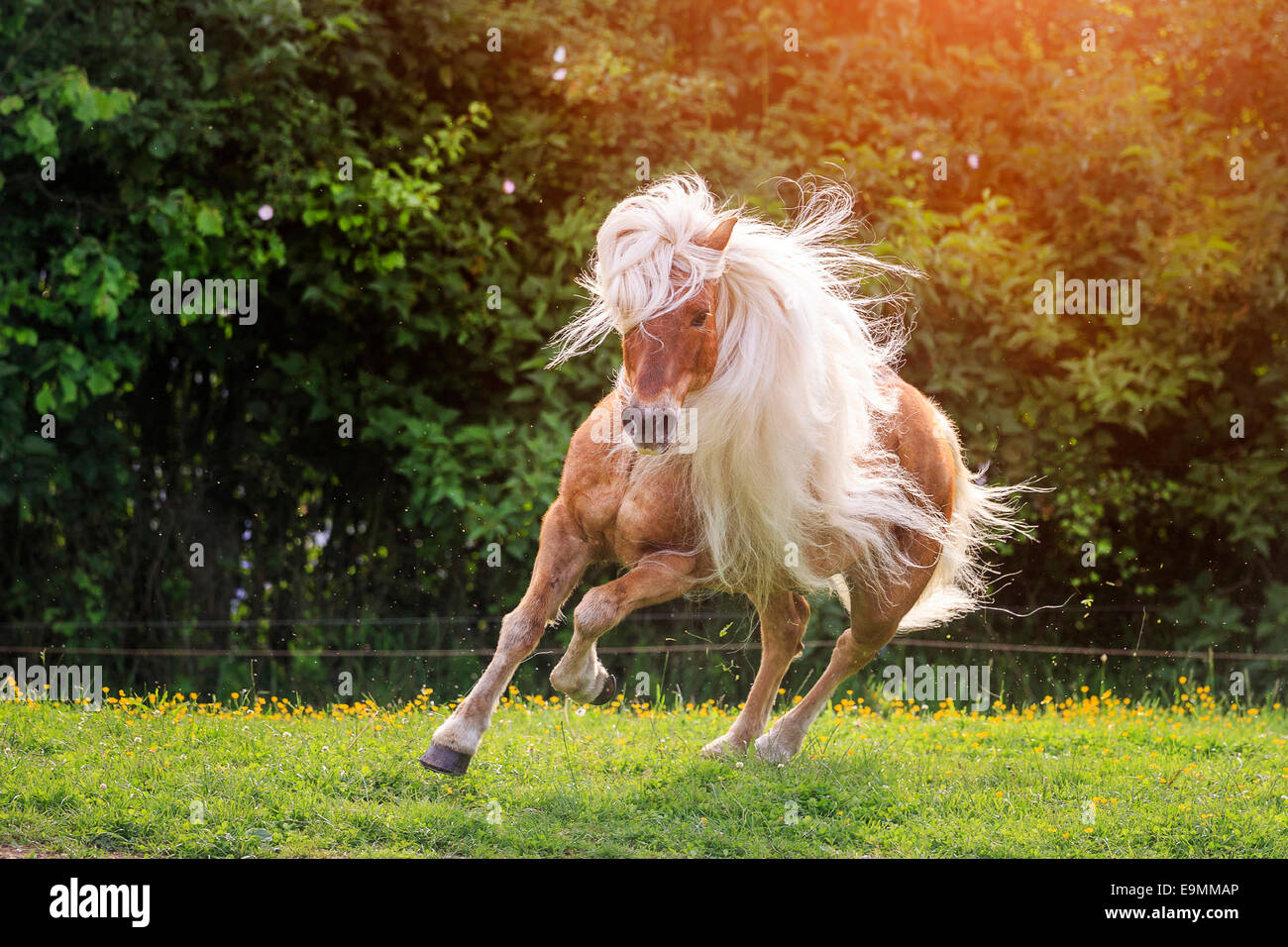 Haflinger Horse Chestnut stallion galloping pasture Germany Stock Photo ...