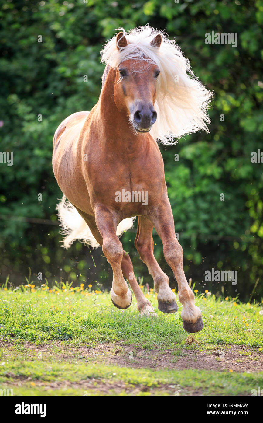 Haflinger Horse Chestnut stallion galloping pasture Germany Stock Photo ...