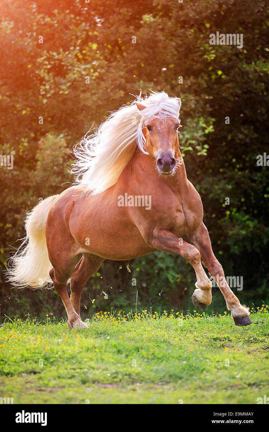 Haflinger Horse Chestnut stallion galloping pasture Germany Stock Photo ...
