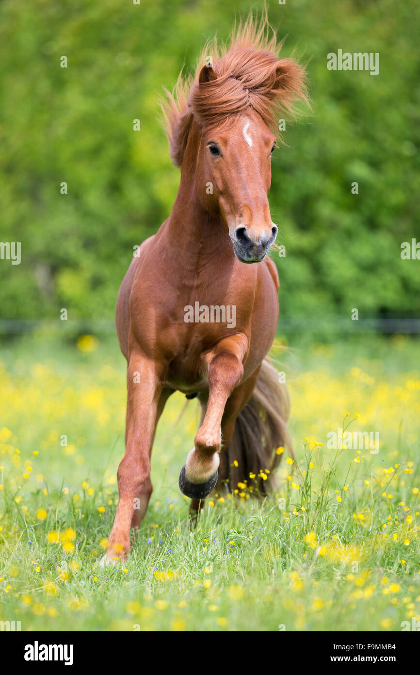 Icelandic Horse Chestnut stallion galloping pasture Austria Stock Photo ...