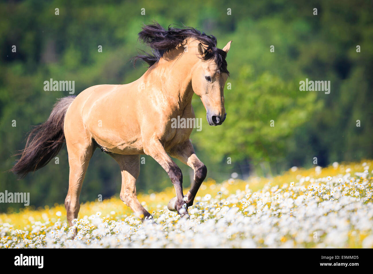 Lusitano Horse Dun stallion galloping through flowers Germany Stock ...