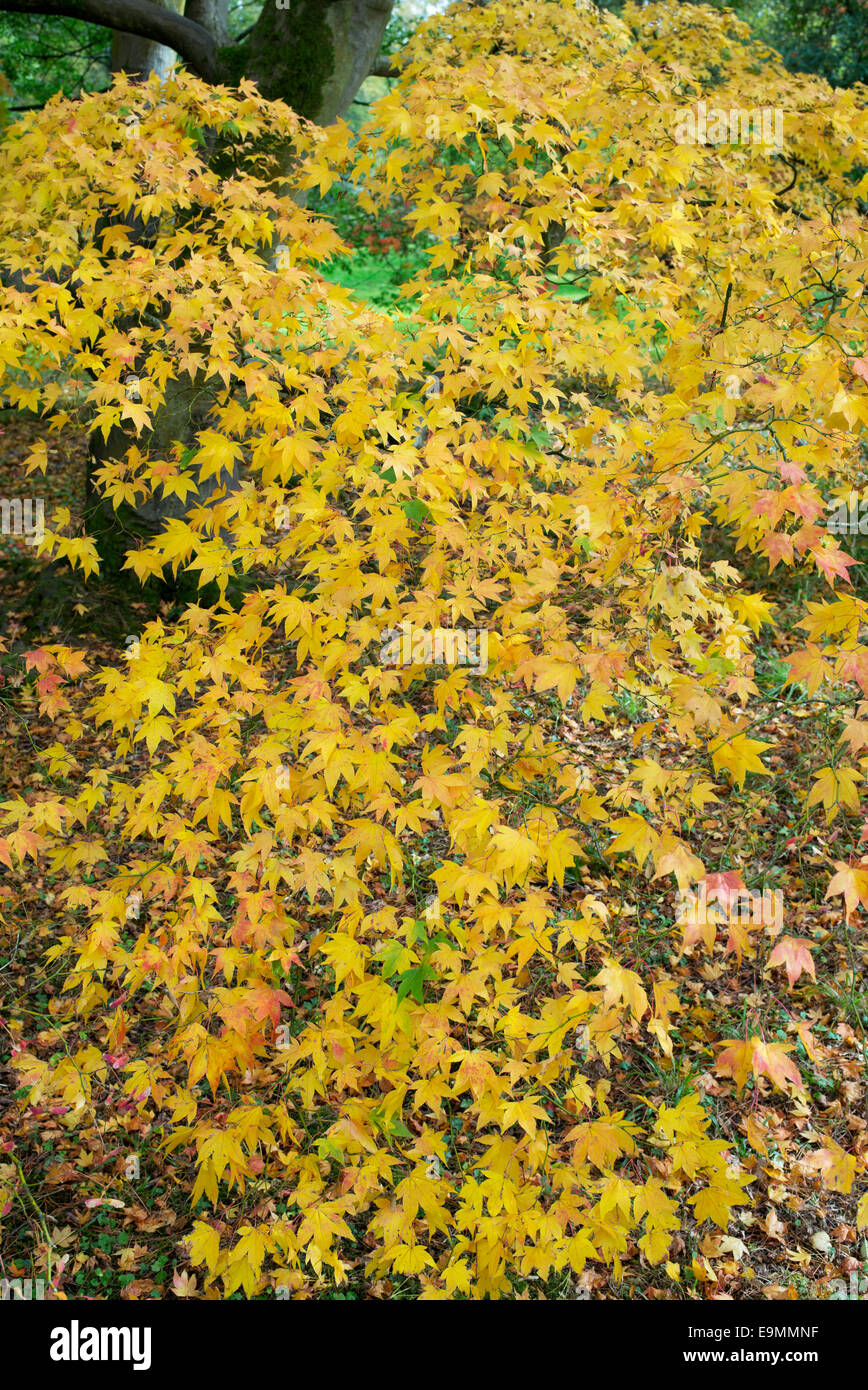 Yellow japanese maple tree hi-res stock photography and images - Alamy