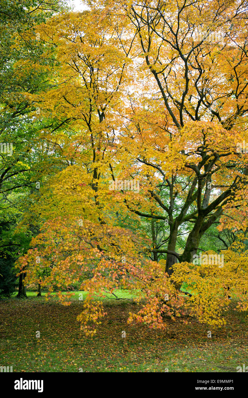Yellow japanese maple tree hi-res stock photography and images - Alamy