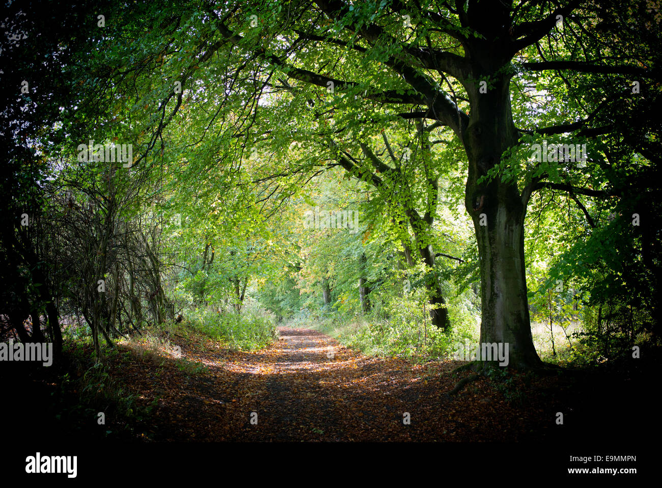 English forest trees hi-res stock photography and images - Alamy
