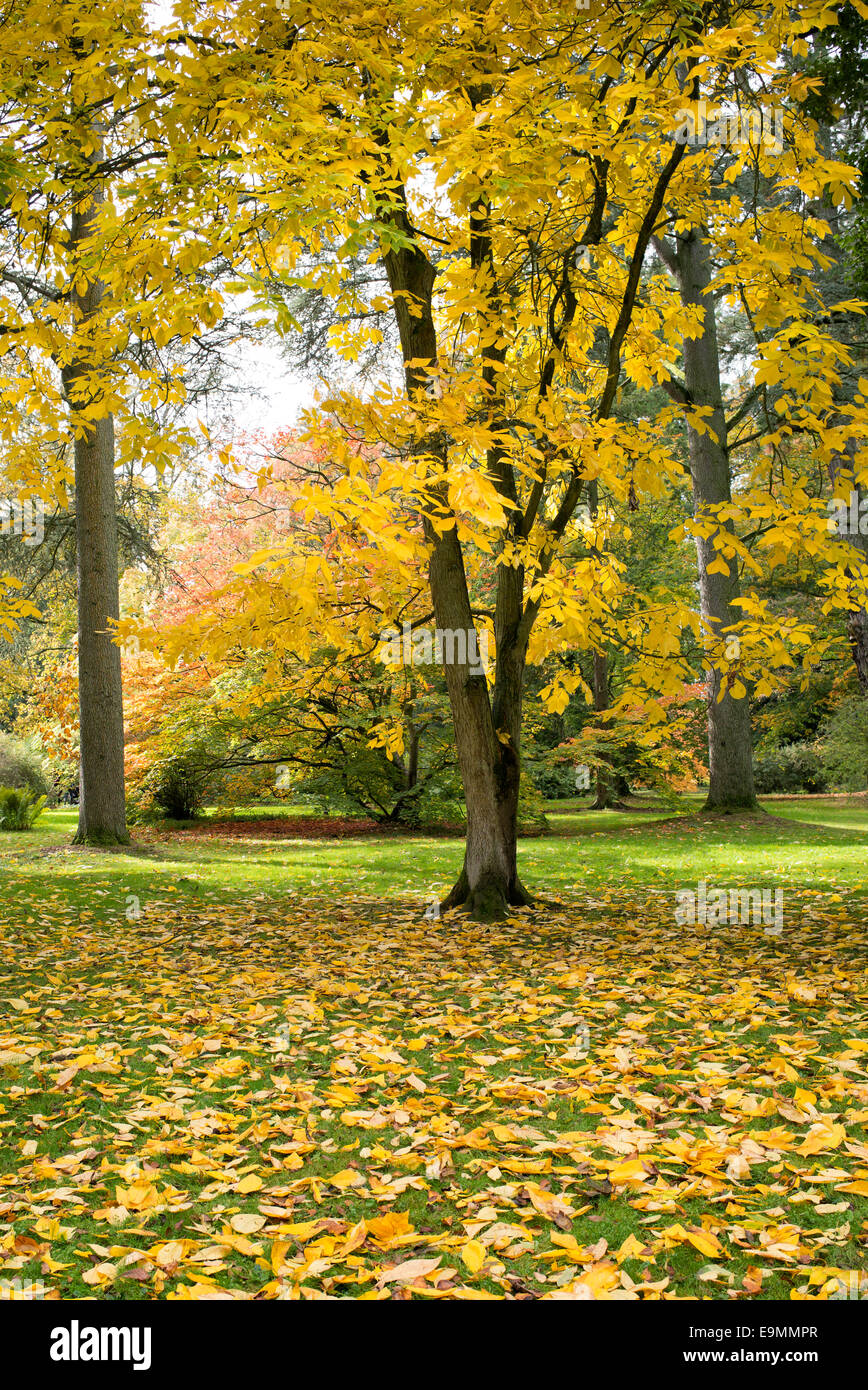 Carya tomentosa mockernut hickory in autumn at Westonbirt Arboretum ...