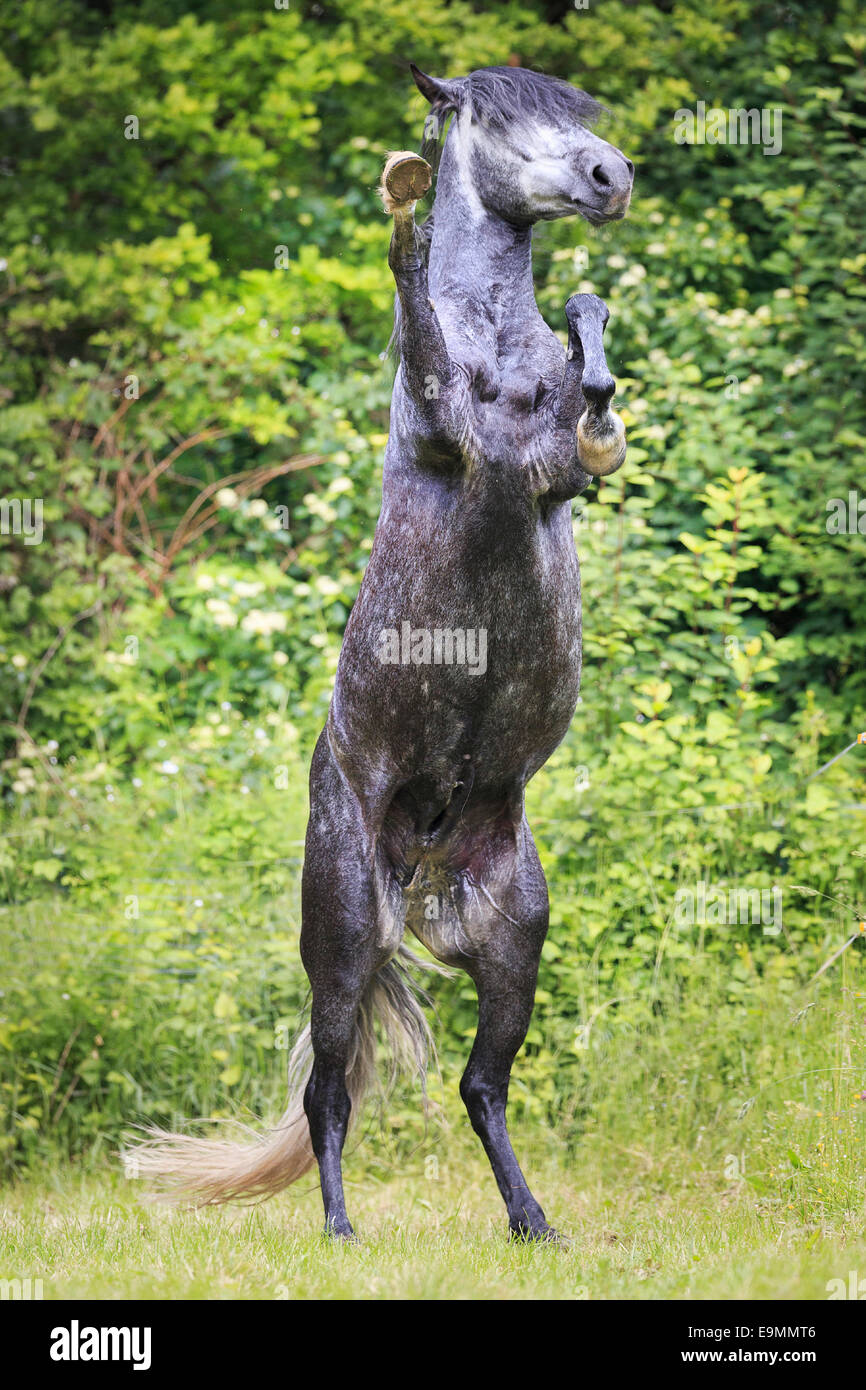 Dappled Gray Stallion High Resolution Stock Photography and Images - Alamy