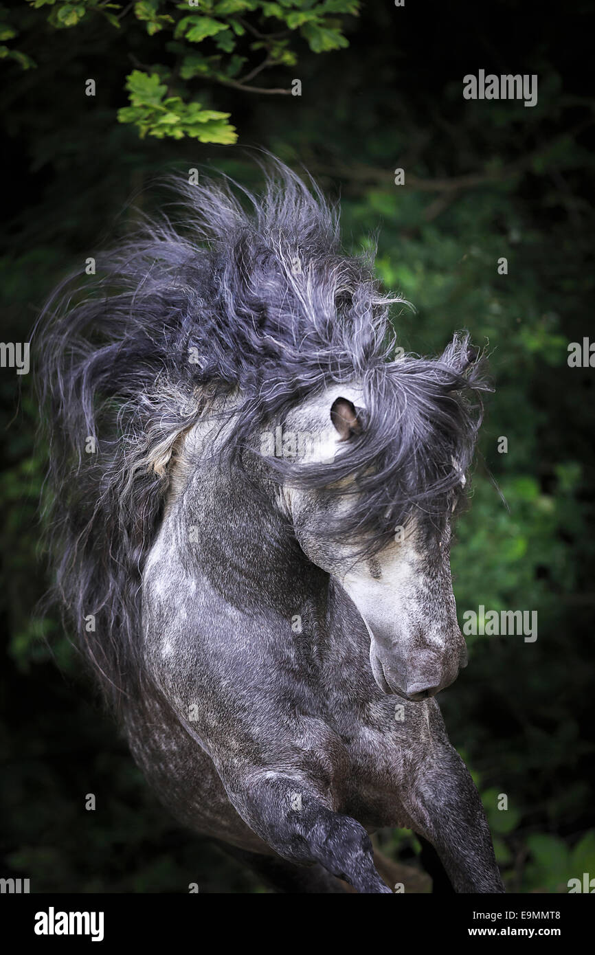 Pure Spanish Horse Andalusian Gray stallion imposing pasture Austria ...