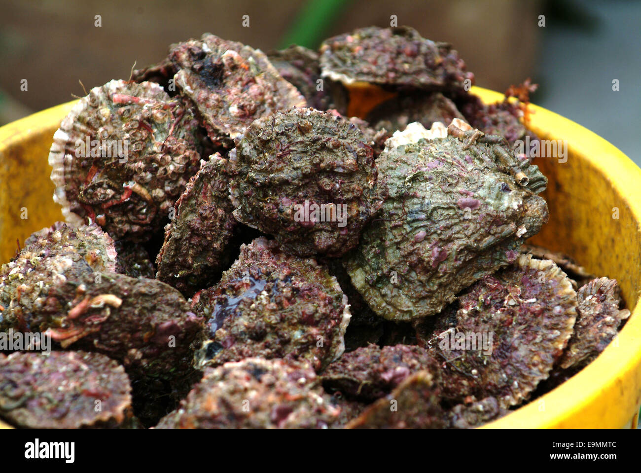 Oyster fishing in the Fal Estuary, Cornwall, UK Stock Photo - Alamy