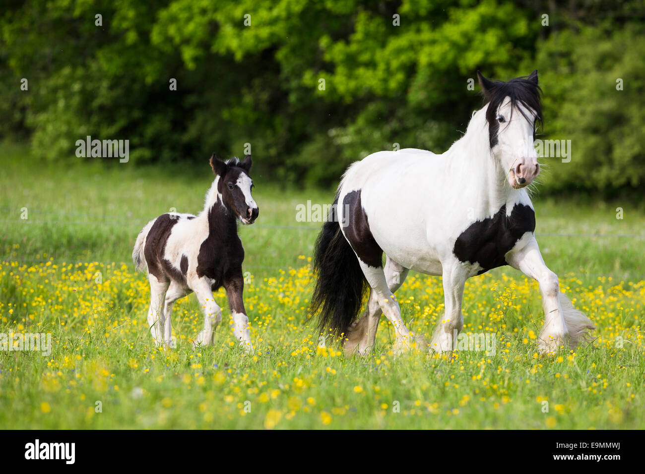 Gypsy vanner horse piebald mare hi-res stock photography and images - Alamy