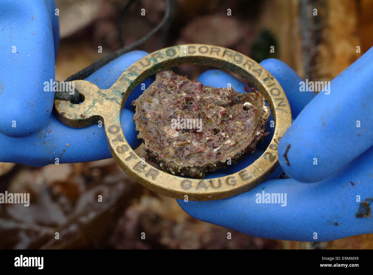 Oyster fishing in the Fal Estuary, Cornwall, UK. The oyster guage to ...