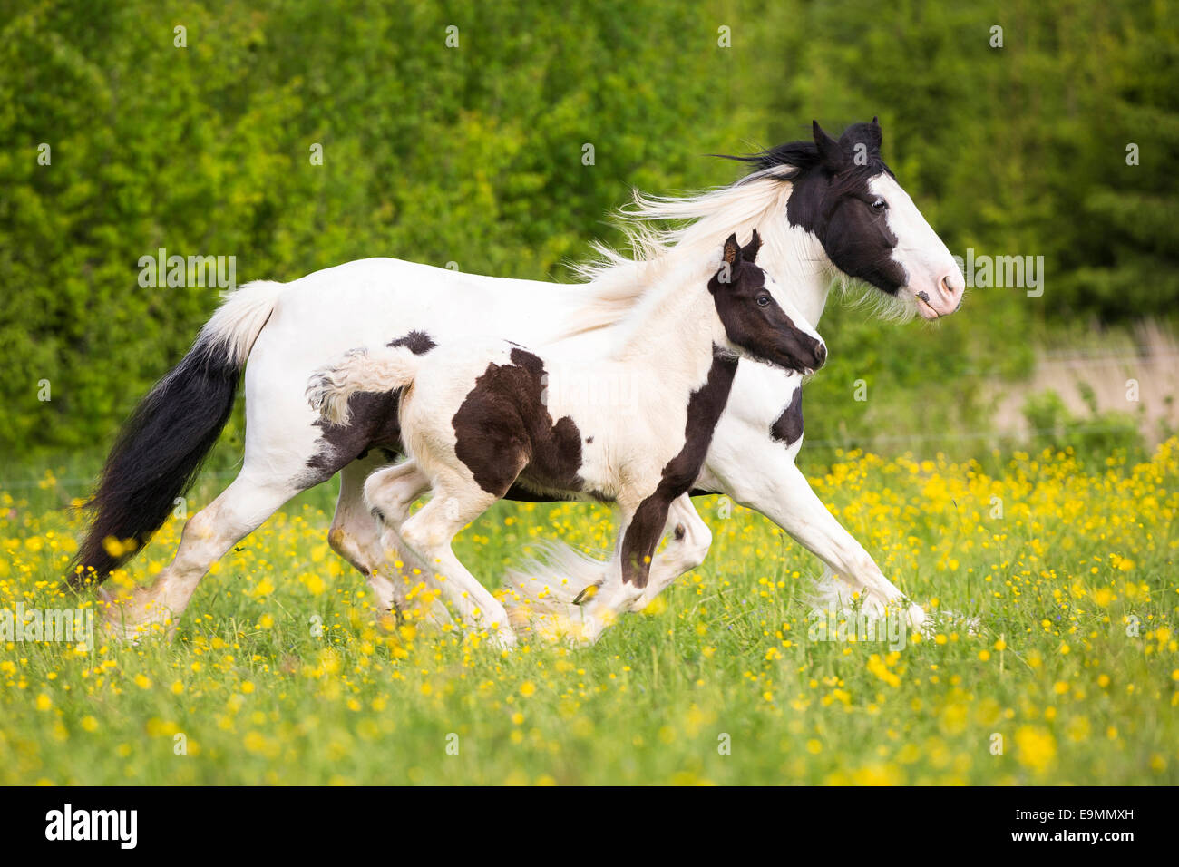 Gypsy Vanner Horse Piebald mare foal trotting meadow Austria Stock ...