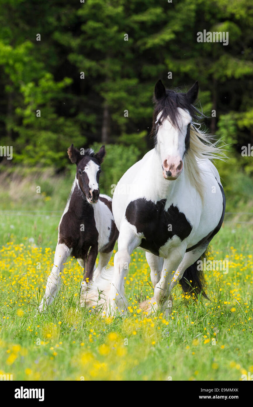 Gypsy Vanner Horse Piebald mare foal galloping meadow Austria Stock ...