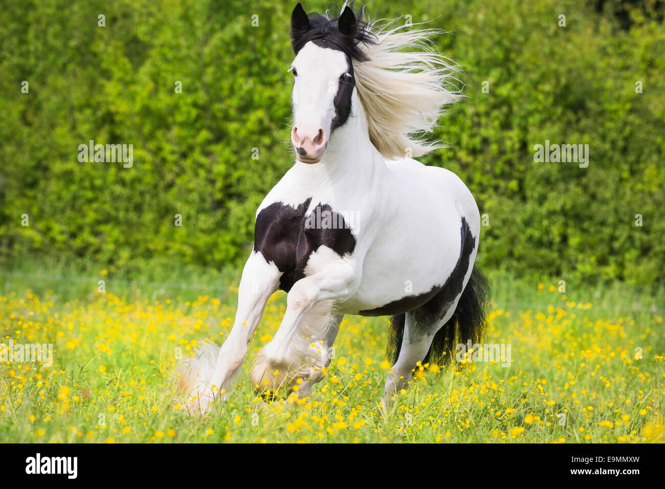 Gypsy Vanner Horse Piebald adult galloping meadow Austria Stock Photo ...