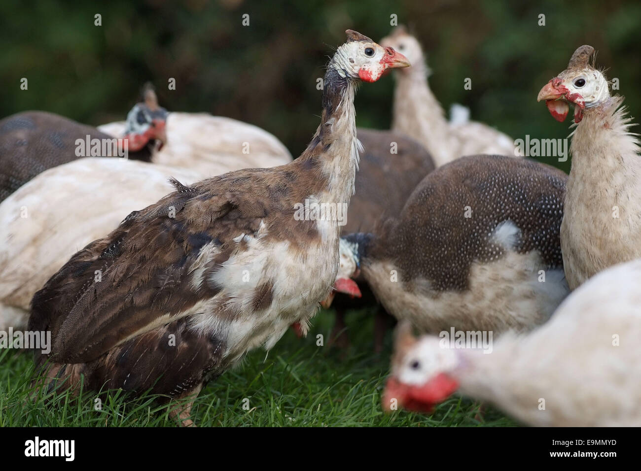 Rare breeds fowl hi-res stock photography and images - Alamy