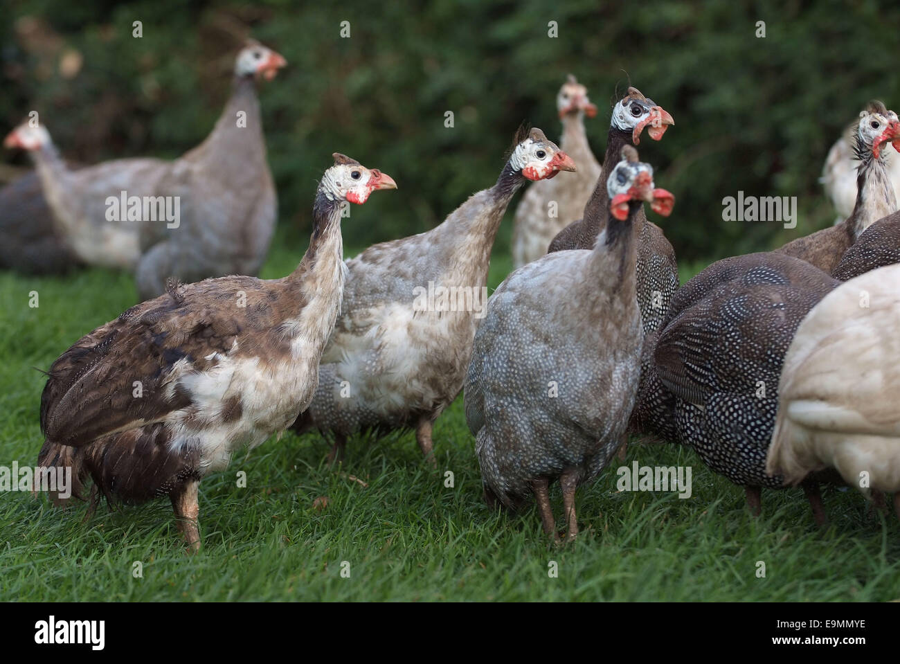 Rare breeds fowl hi-res stock photography and images - Alamy