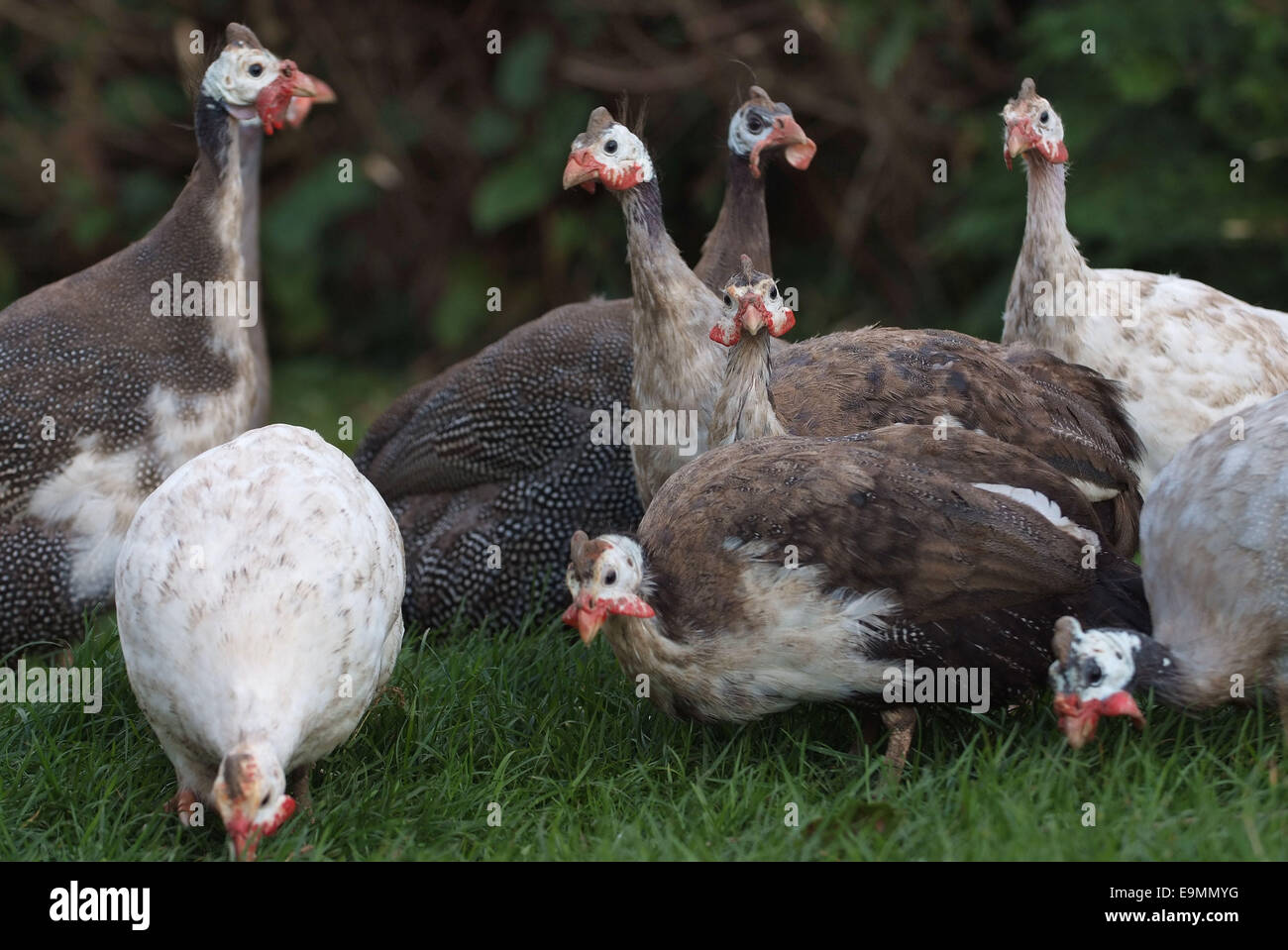 Rare breeds fowl hi-res stock photography and images - Alamy