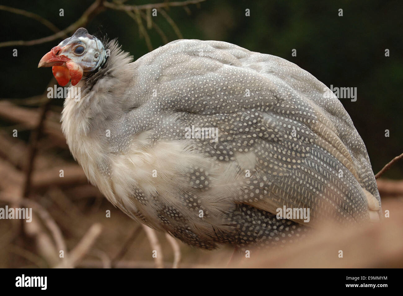 Rare breeds fowl hi-res stock photography and images - Alamy
