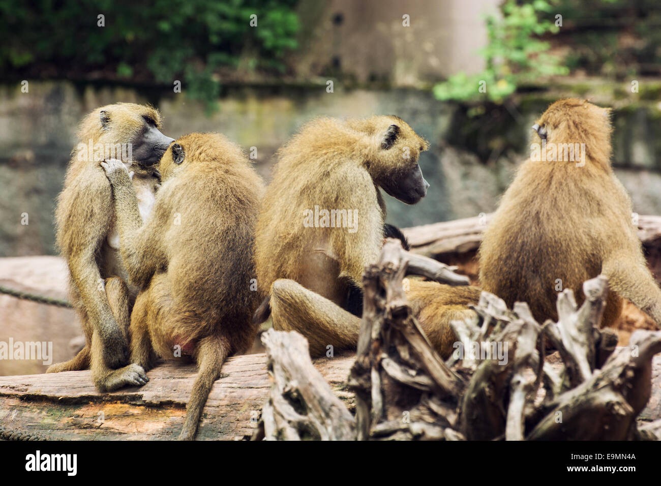 Guinea baboon family (Papio papio). Animal theme Stock Photo - Alamy