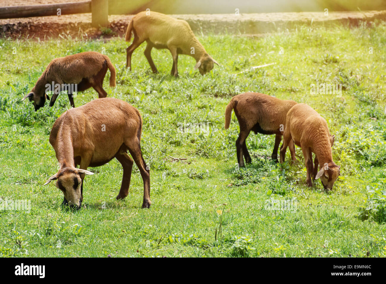 Fat rumped sheep hi-res stock photography and images - Alamy