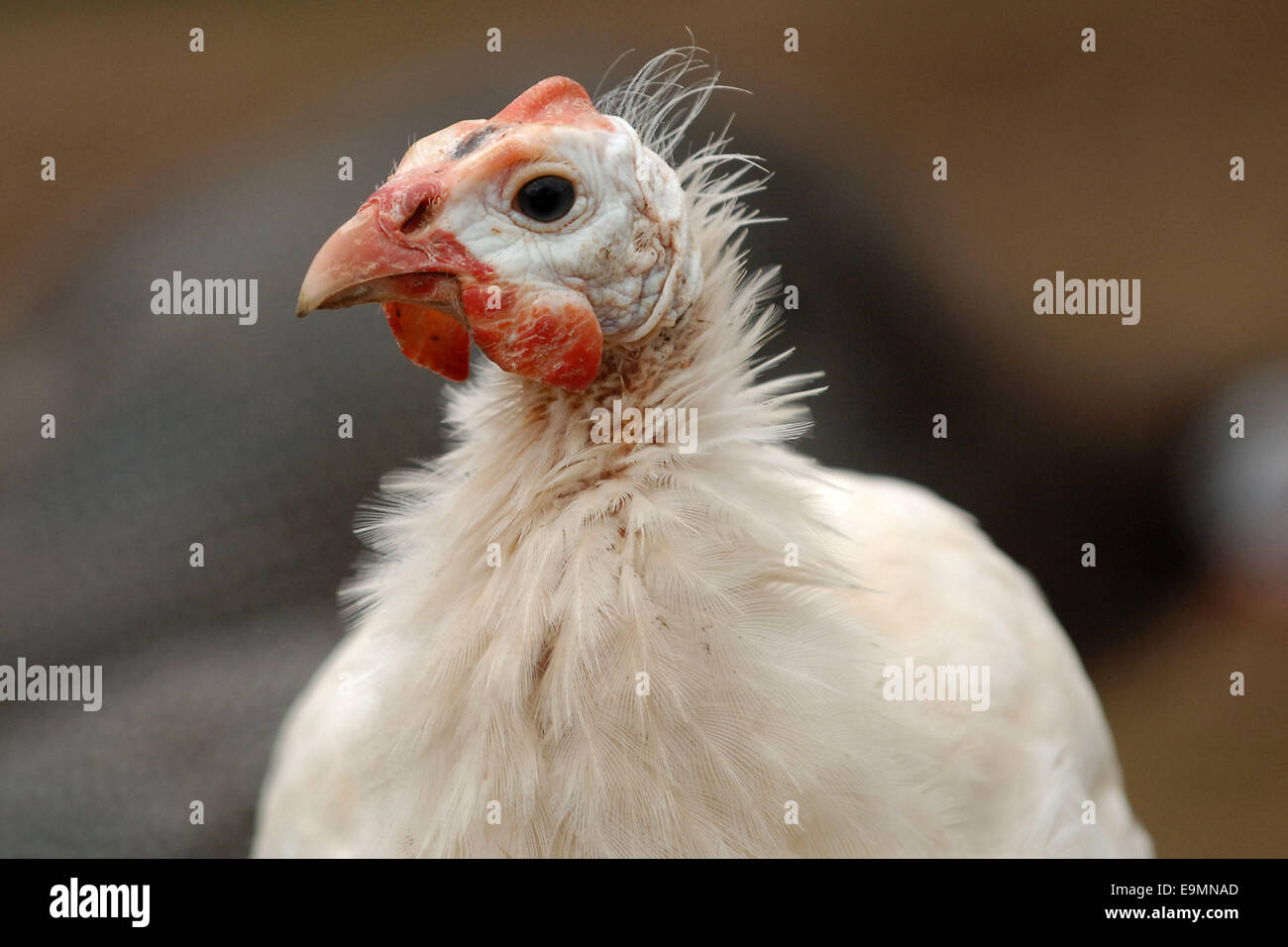 Rare breeds fowl hi-res stock photography and images - Alamy