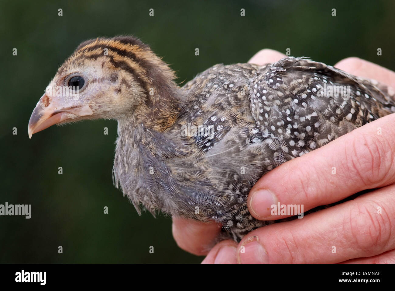 Rare breeds fowl hi-res stock photography and images - Alamy