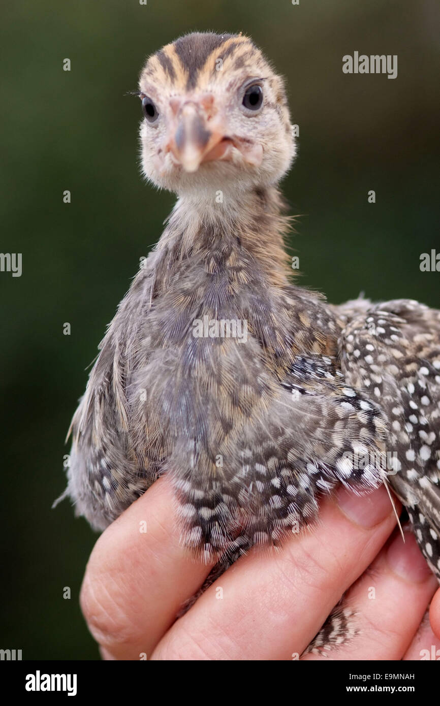 Rare Breeds Fowl High Resolution Stock Photography and Images - Alamy