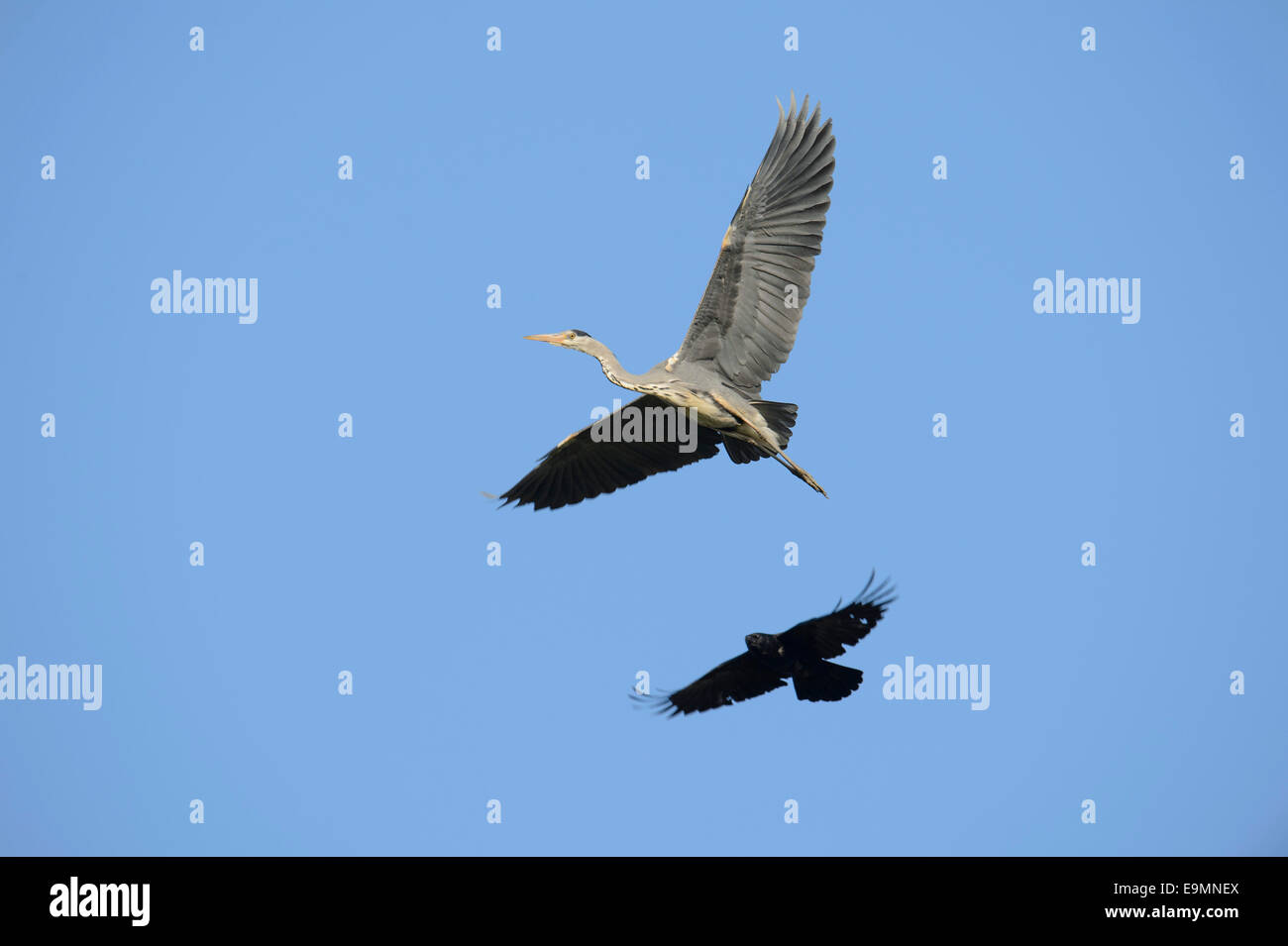A Crow (Corvus sp.) is mobbing a Grey Heron (Ardea cinerea) in order to ...