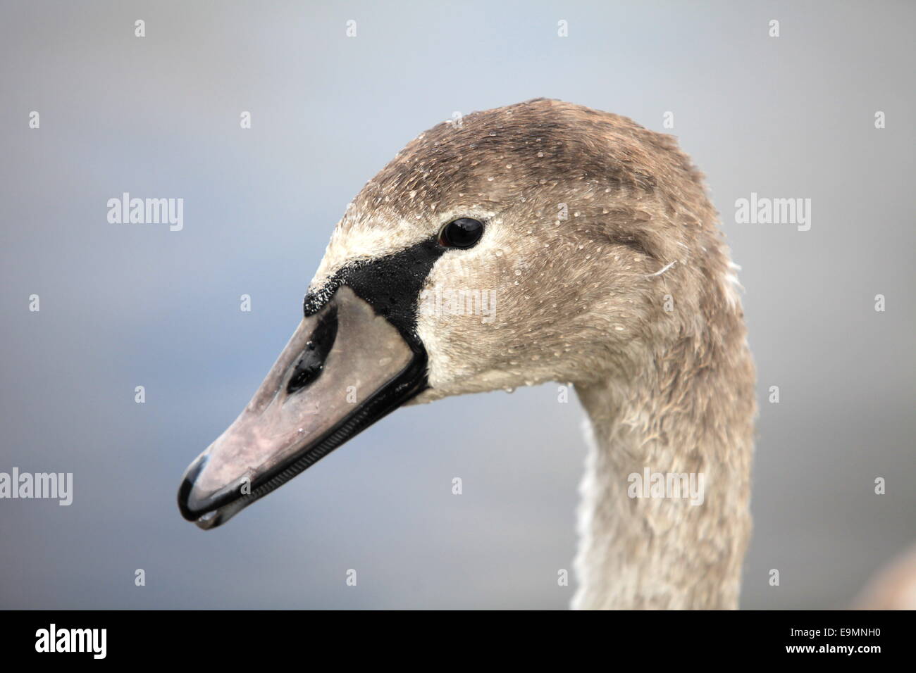 Close up swan wet head hi-res stock photography and images - Alamy