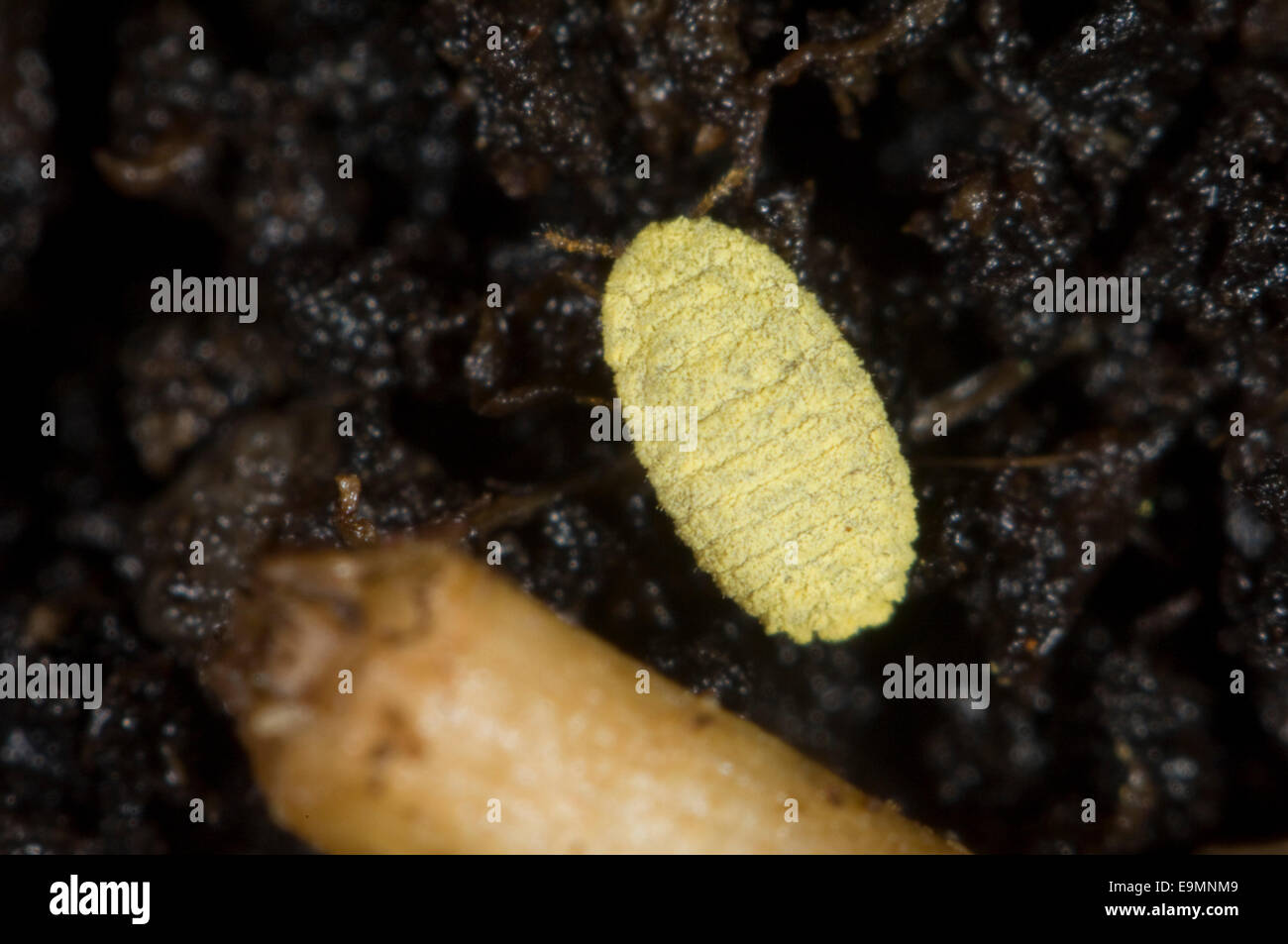 Golden root mealybug, Chryseococcus arecae, on the roots of Corokia ...