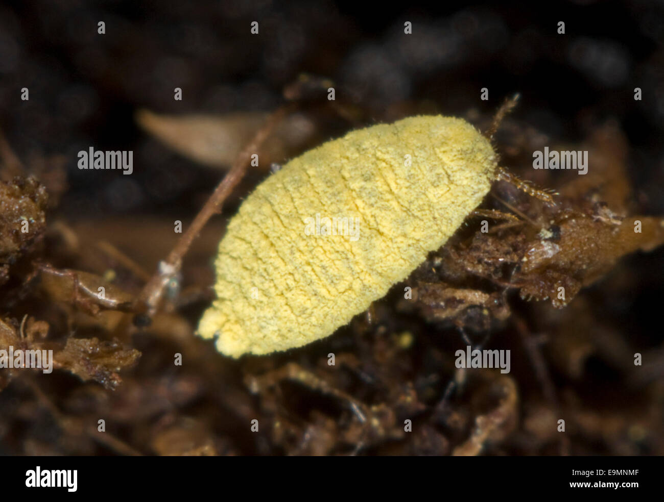 Golden root mealybug, Chryseococcus arecae, on the roots of Corokia ...