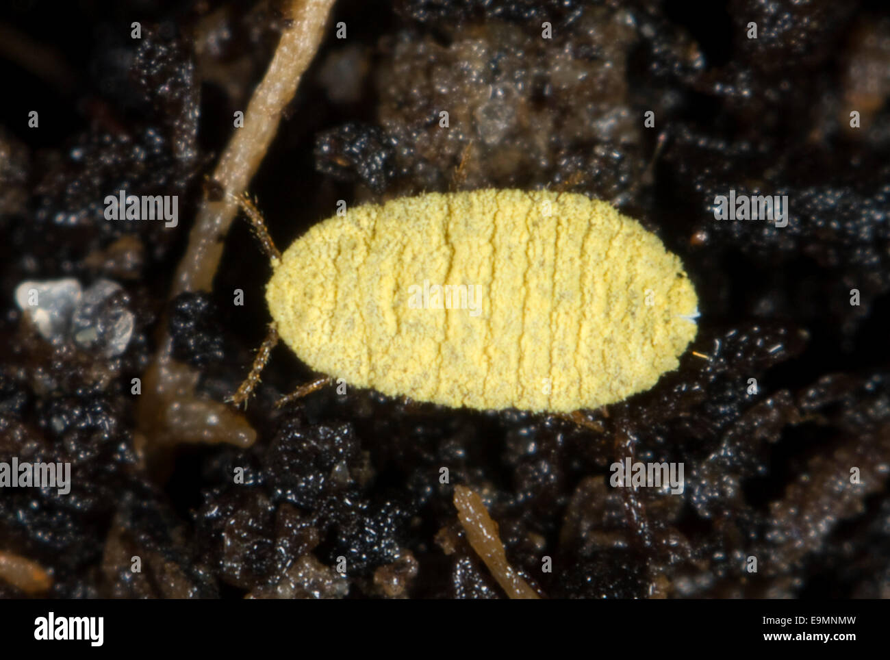 Golden root mealybug, Chryseococcus arecae, on the roots of Corokia ...