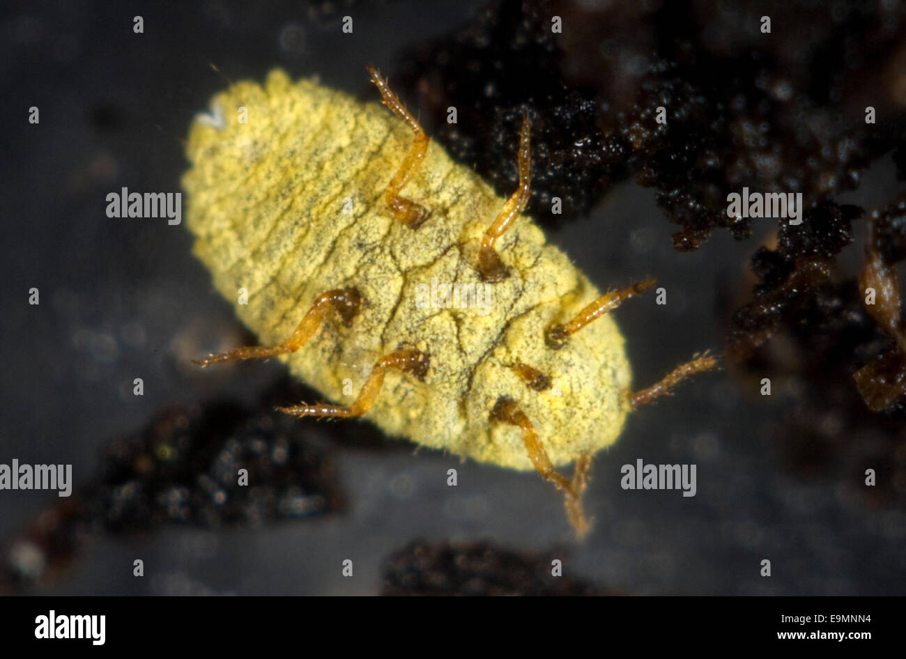 Golden root mealybug, Chryseococcus arecae, on the roots of Corokia ...