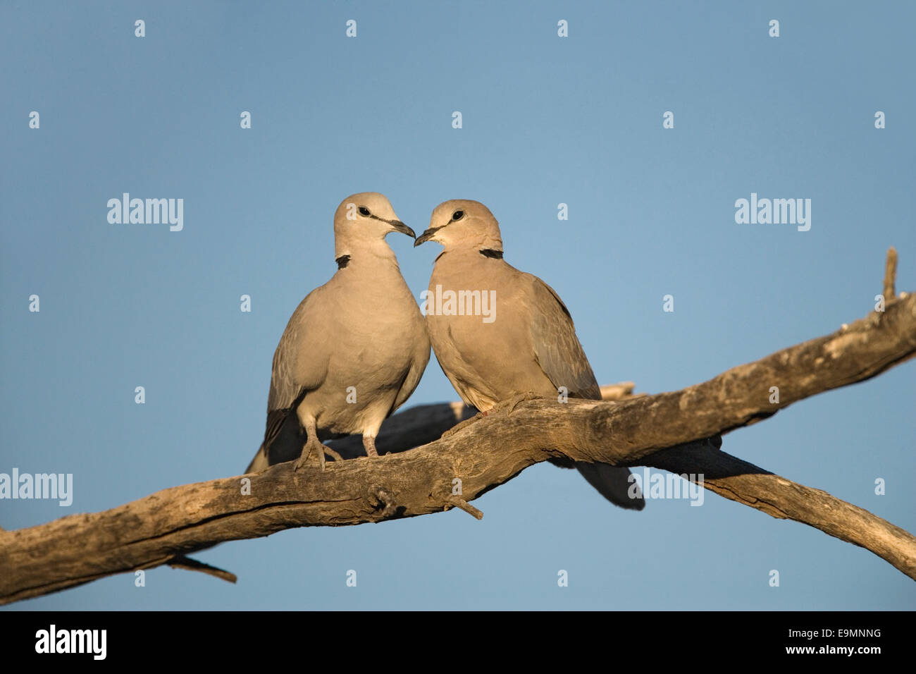 Turtle doves hi-res stock photography and images - Alamy