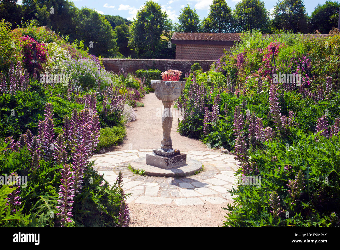 Colourful Acanthus mollis (bear's breeches) in the walled garden ...