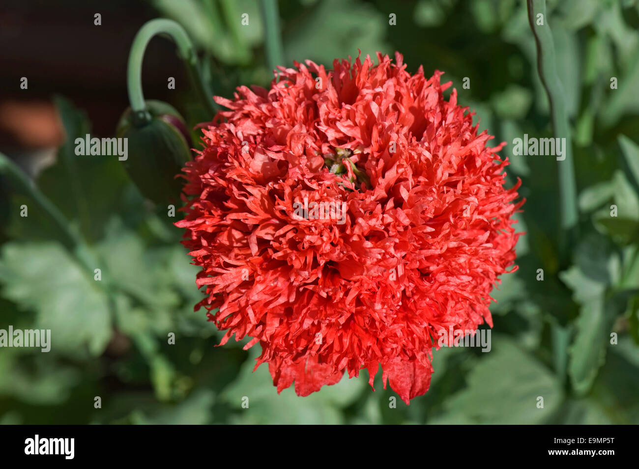 An opium poppy, Papaver somniferum, flowering red ornamental annual ...