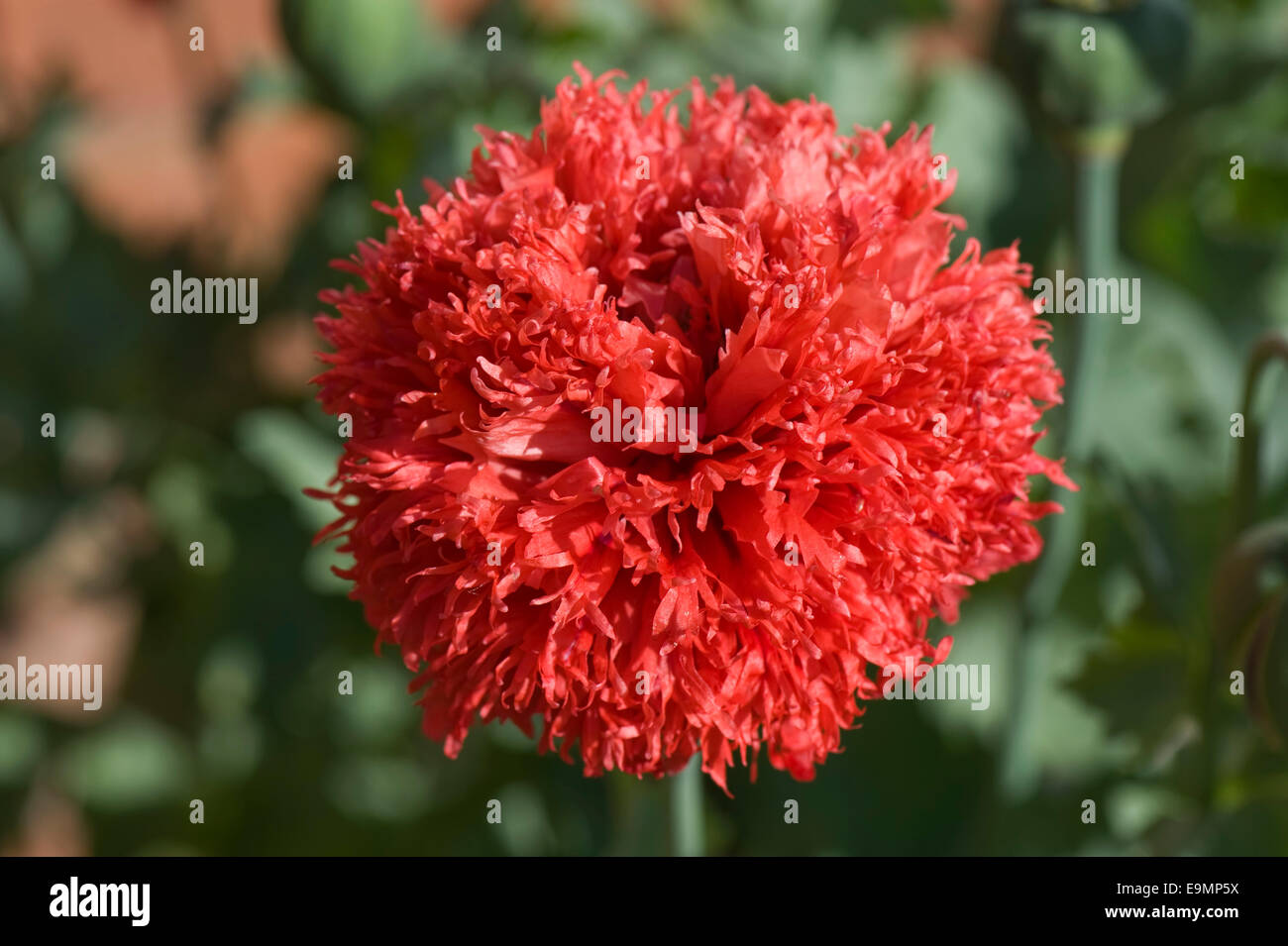 An opium poppy, Papaver somniferum, flowering red ornamental annual ...