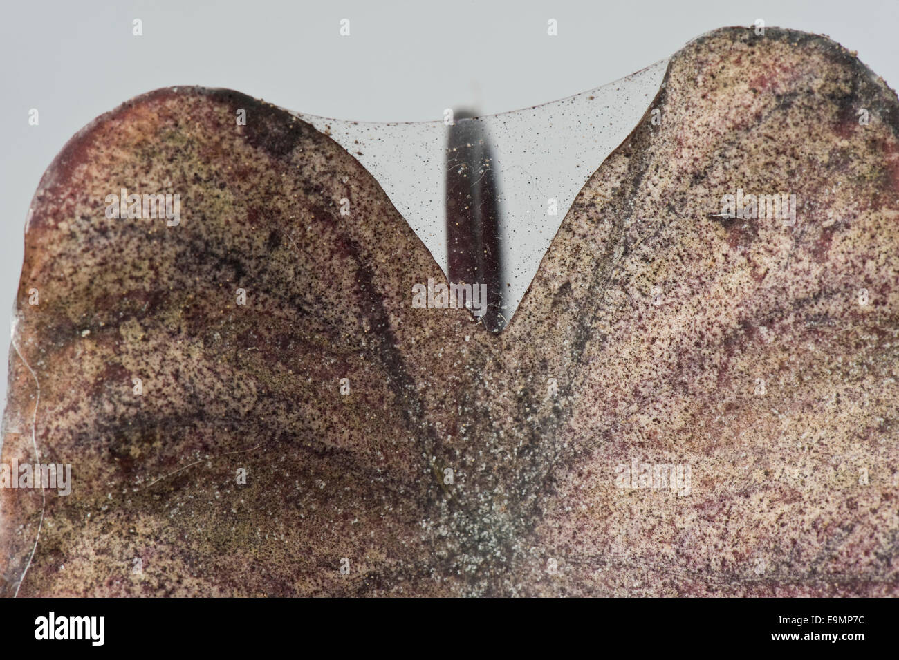 Two-spotted or red spider mite,Tetranychus urticae, damage and webbing ...