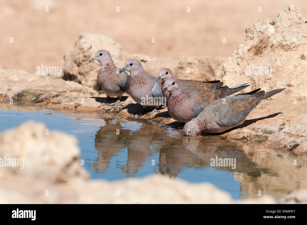 Laughing doves south africa hi-res stock photography and images - Alamy