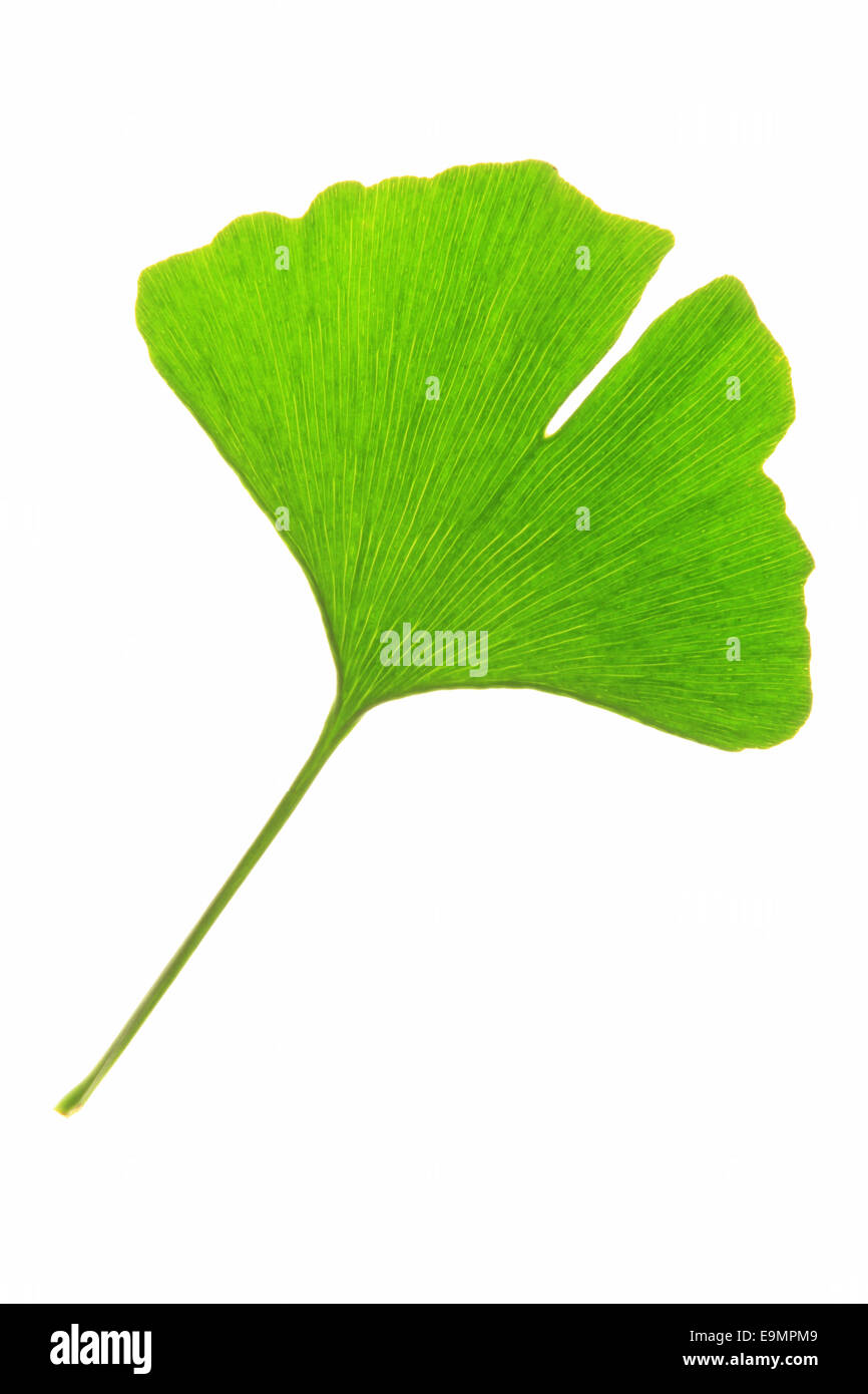 Gingko ginkgo biloba leaf hi-res stock photography and images - Alamy