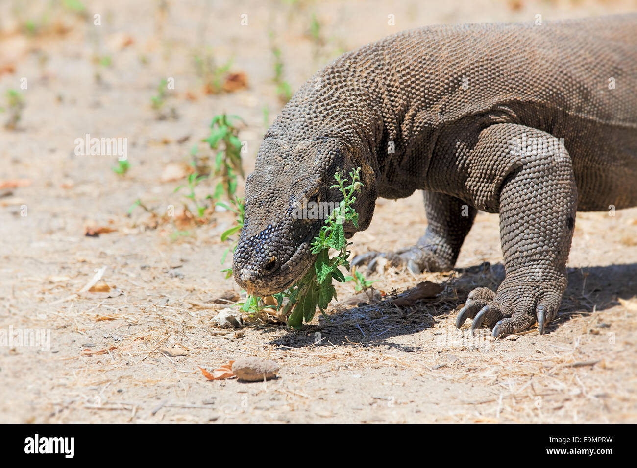 Komodo dragon walking hi-res stock photography and images - Alamy