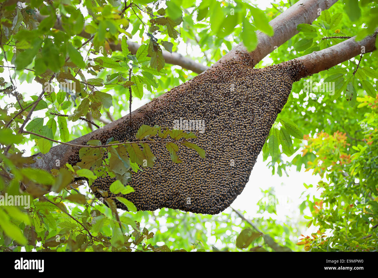 Beehive shape hi-res stock photography and images - Alamy