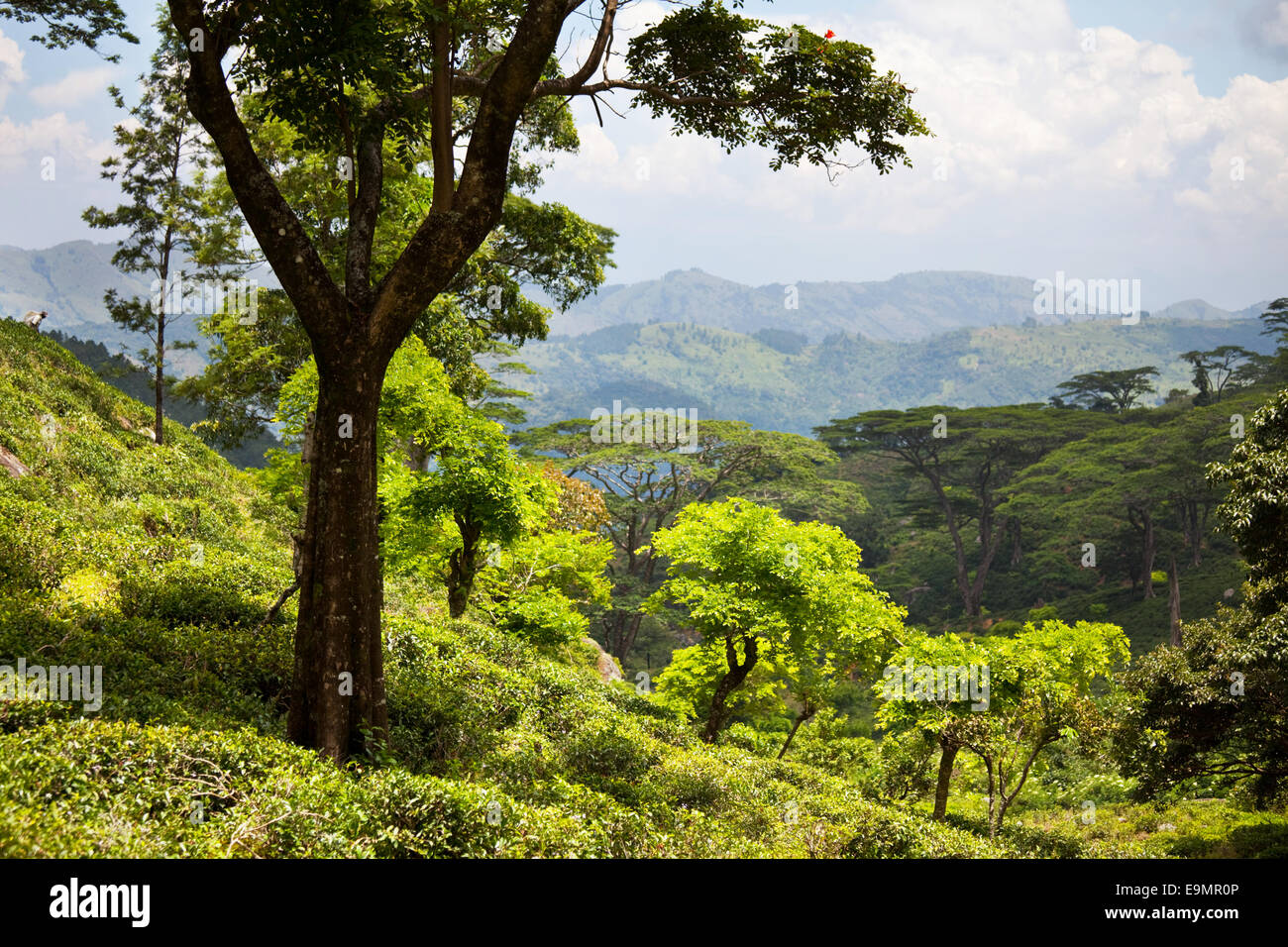 Sri Lanka landscapes Stock Photo - Alamy