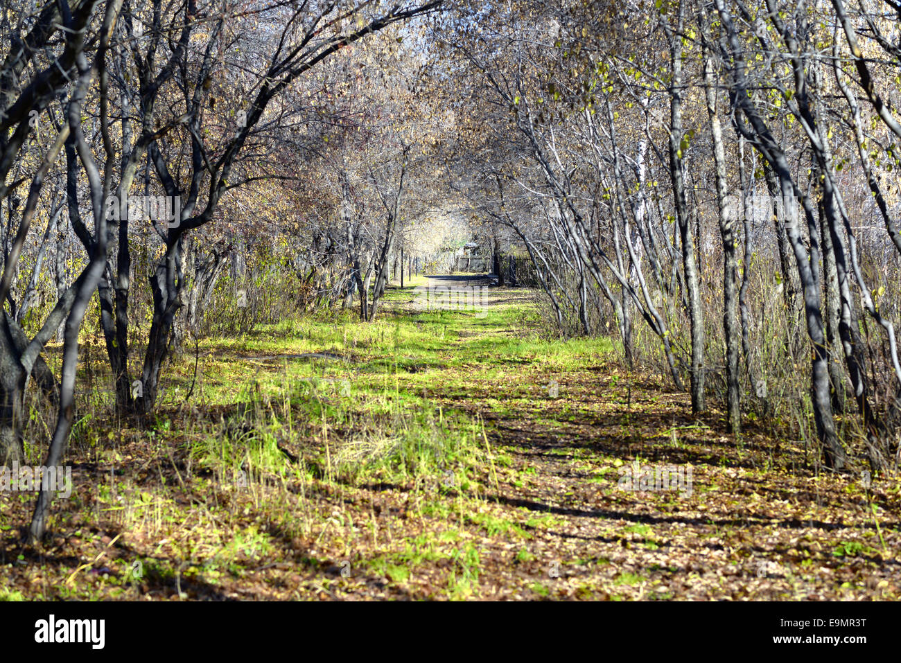Autumn arch hi-res stock photography and images - Alamy