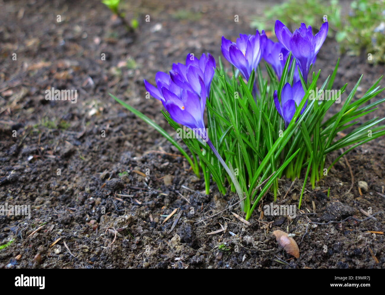 Spring flowers purple hi-res stock photography and images - Alamy