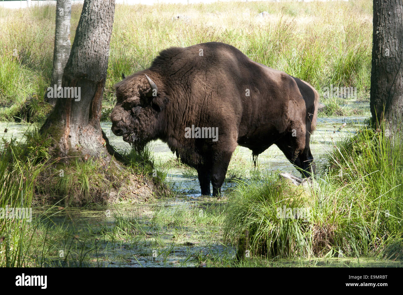 Aurochs High Resolution Stock Photography and Images - Alamy