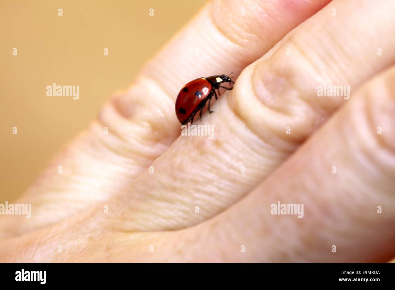 ladybug ladybird on hand nature spring Stock Photo - Alamy