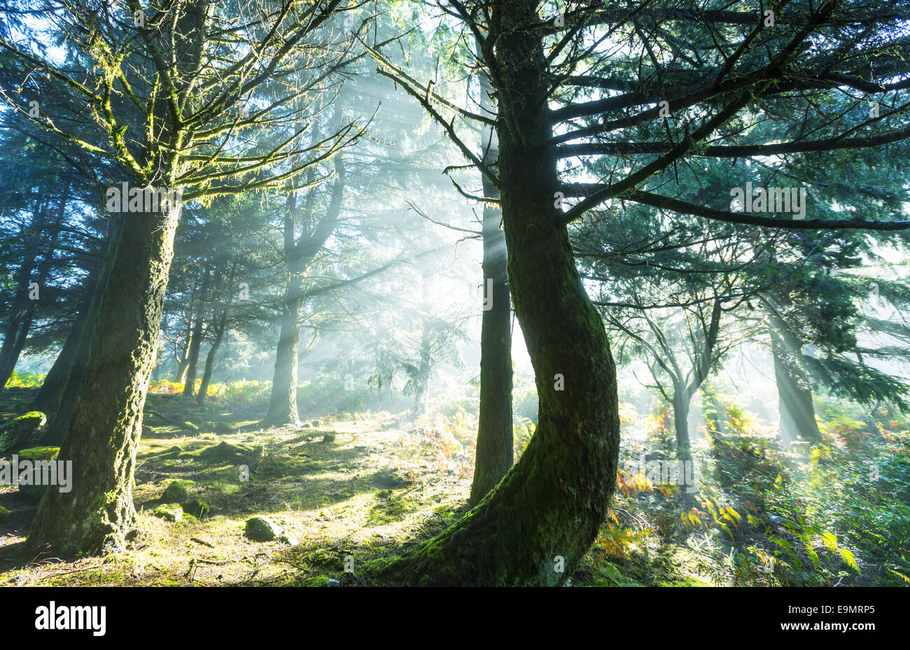 Fog in forest Stock Photo - Alamy