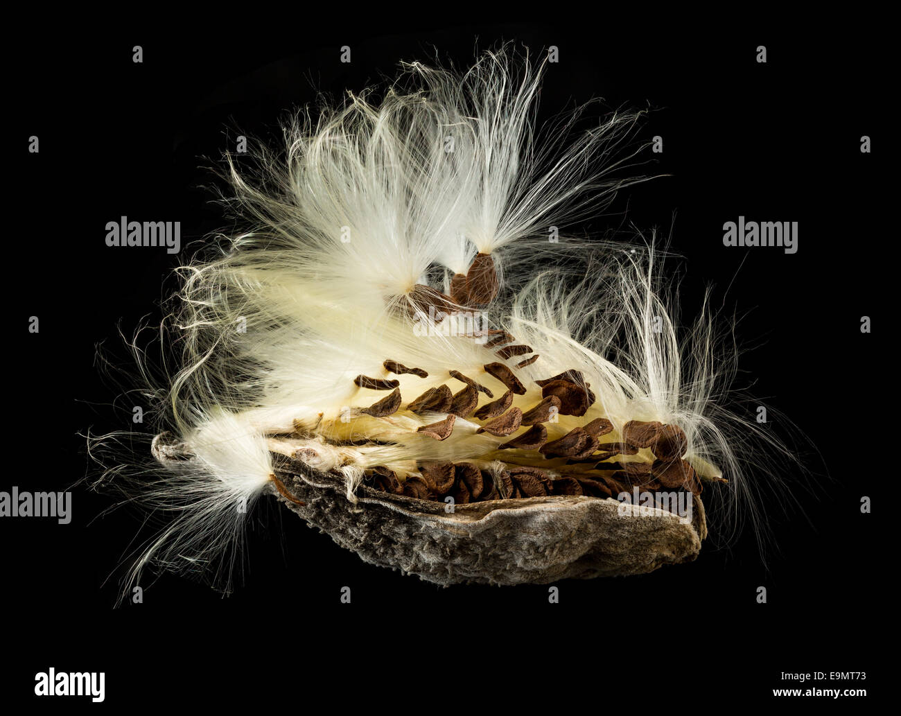 Milkweed seed pod hi-res stock photography and images - Alamy