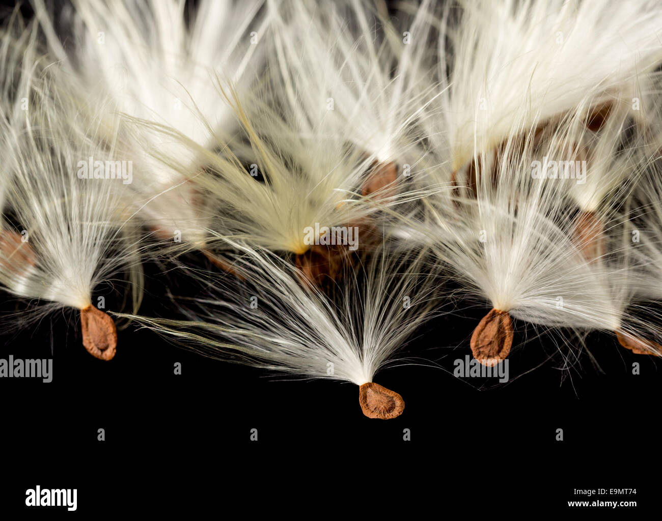 Feathery seed pods hi-res stock photography and images - Alamy